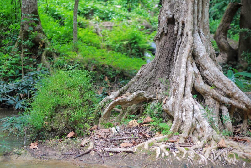Tangled tree roots stock image. Image of roots, valley - 2676077