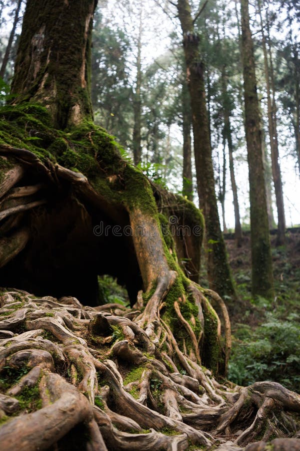 3,815 Fantasy Tree Roots Stock Photos - Free & Royalty-Free Stock ...
