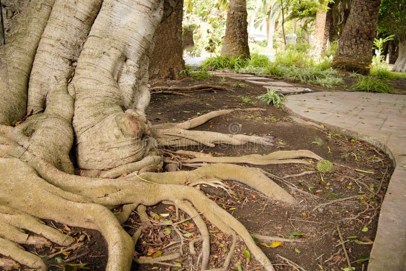 Tree Roots and Green Forest Stock Image - Image of colorfull, rain ...