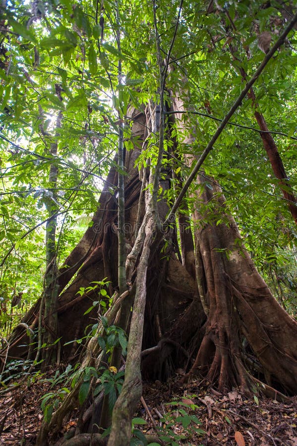 Tree Roots and Green Forest,Landscape Rain Forest National Park Stock ...