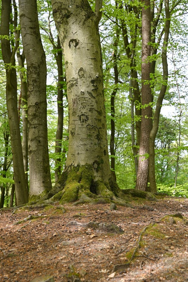 Tree with Roots in a Green Forest Stock Image - Image of foliage, copy ...