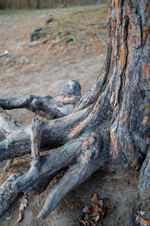 Tree Roots and Green Forest in an Urban Park with Soft Evening Light ...