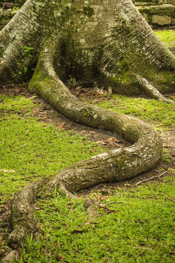 Tree roots stock image. Image of deep, jungle, brown - 59819675