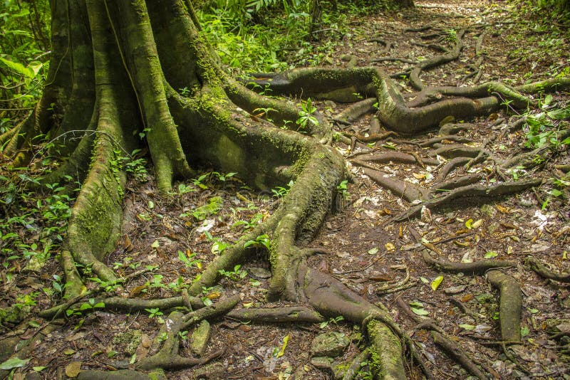 Tree roots stock image. Image of magical, large, fantasy - 59820757