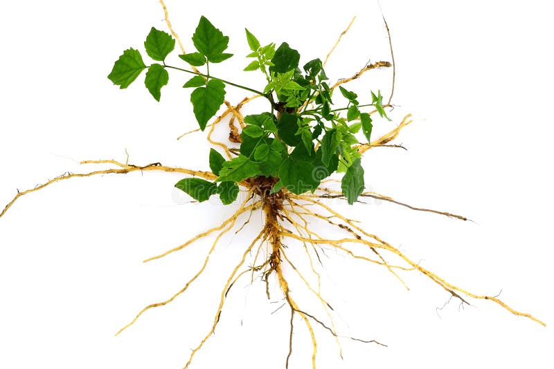 Tree roots stock image. Image of roots, plant, tree, life - 99823617