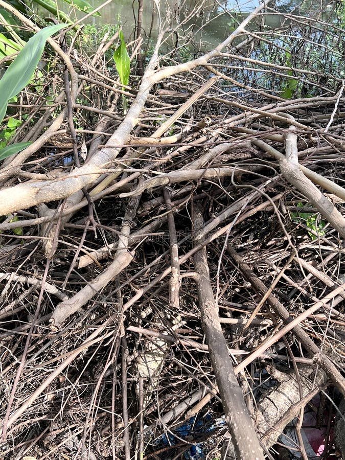 Tree roots on the ground stock photo. Image of environment - 314332908