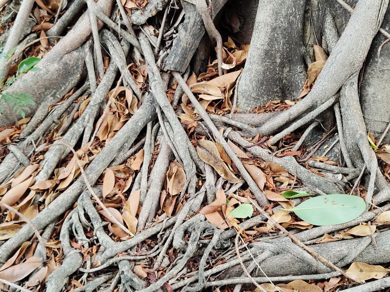 Tree roots on ground stock photo. Image of ground, branch - 327200884