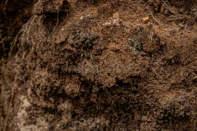 Tree roots in the ground stock photo. Image of roots - 333949612