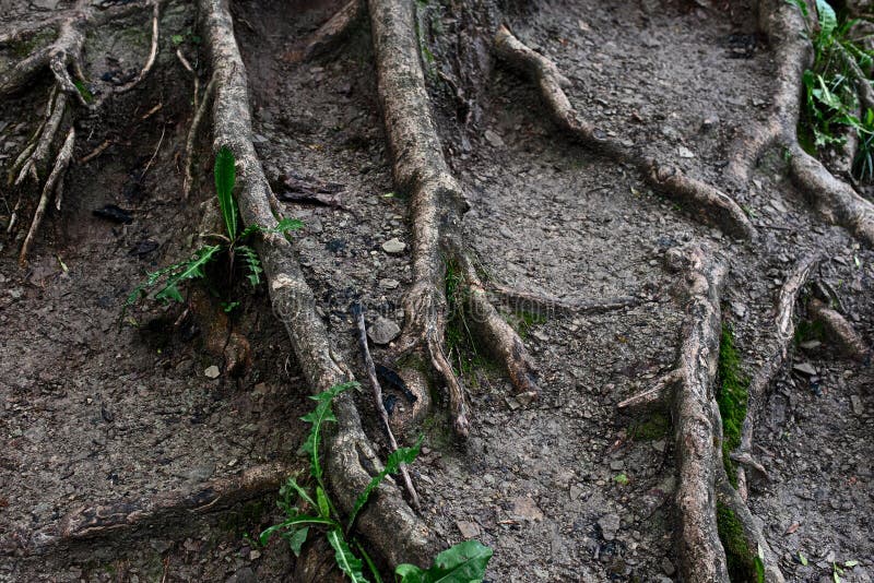 Roots of a Tree in Mud, Dirt and Grass Stock Photo - Image of ...