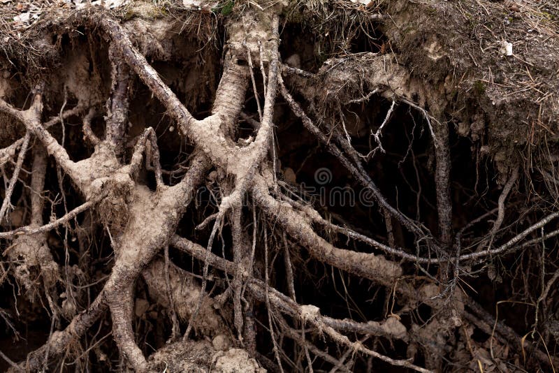 Tree roots on the ground stock photo. Image of growing - 74331522