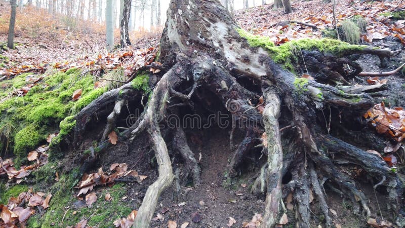 Tree Roots with Ground Covered with Moss in Forest Stock Video - Video ...