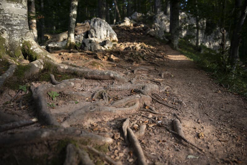 Tree Roots, Ground and Rocks at the Mountain Stock Image - Image of ...