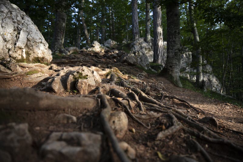 Tree Roots, Ground and Rocks at the Mountain Stock Photo - Image of ...
