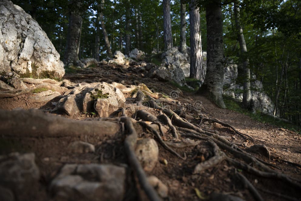 Tree Roots, Ground and Rocks at the Mountain Stock Photo - Image of ...