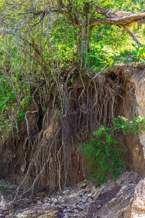 Tree Roots in the Ground in Spring Stock Image - Image of tree, flora ...