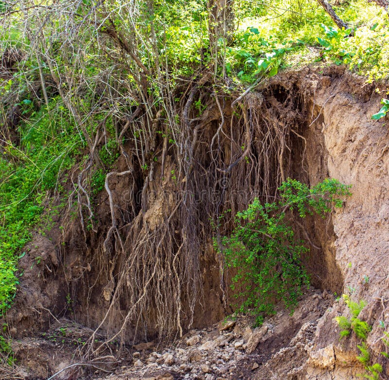 Tree Roots in the Ground in Spring Stock Image - Image of roots, leaves ...