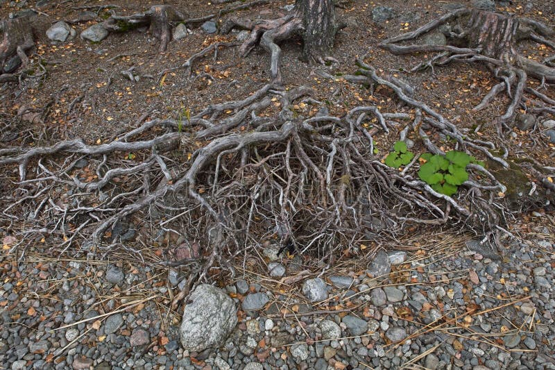 Tree roots. stock image. Image of plant, wallpaper, earth - 315669137