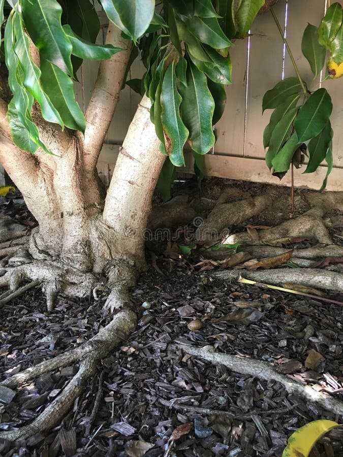 Tree stock photo. Image of nature, grounding, tree, roots - 96216082
