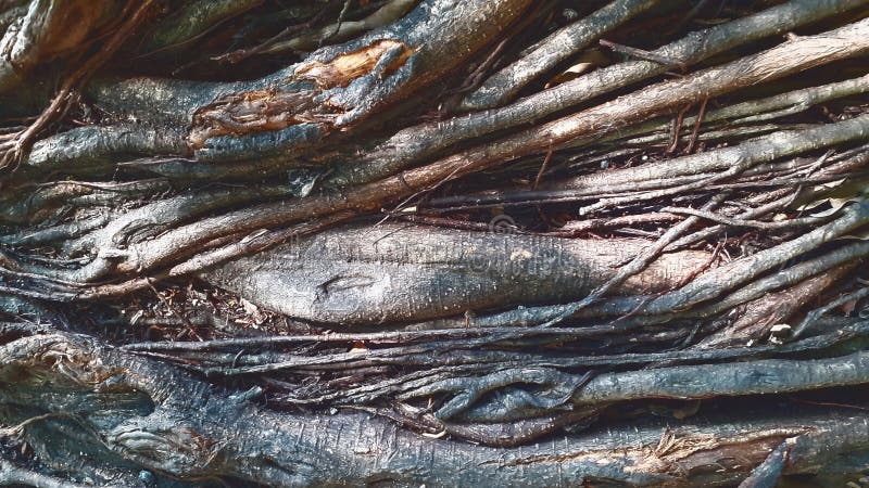 Tree Roots Grow on an Abandoned Wall Stock Image - Image of background ...