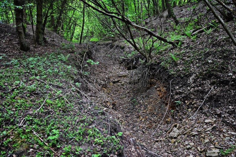 Exposed Tree Roots. Soil Erosion.Loess Rock Slope Wall in Natural ...