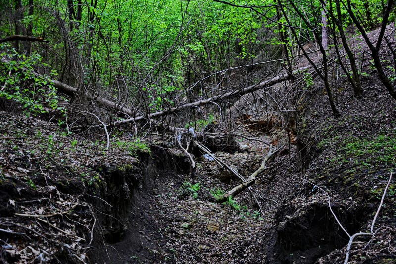 Exposed Tree Roots. Soil Erosion.Loess Rock Slope Wall in Natural ...
