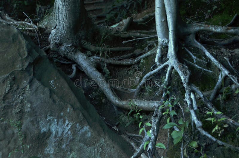 Tree Roots Growing Around Huge Rock Stock Photos - Free & Royalty-Free ...