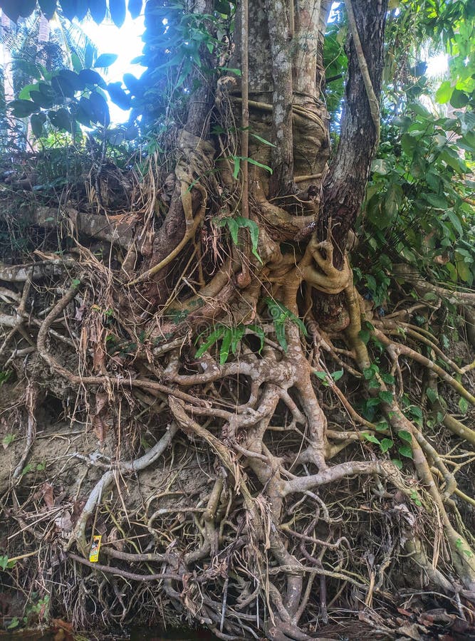Tree Roots Growing on the Banks of the River Stock Photo - Image of ...