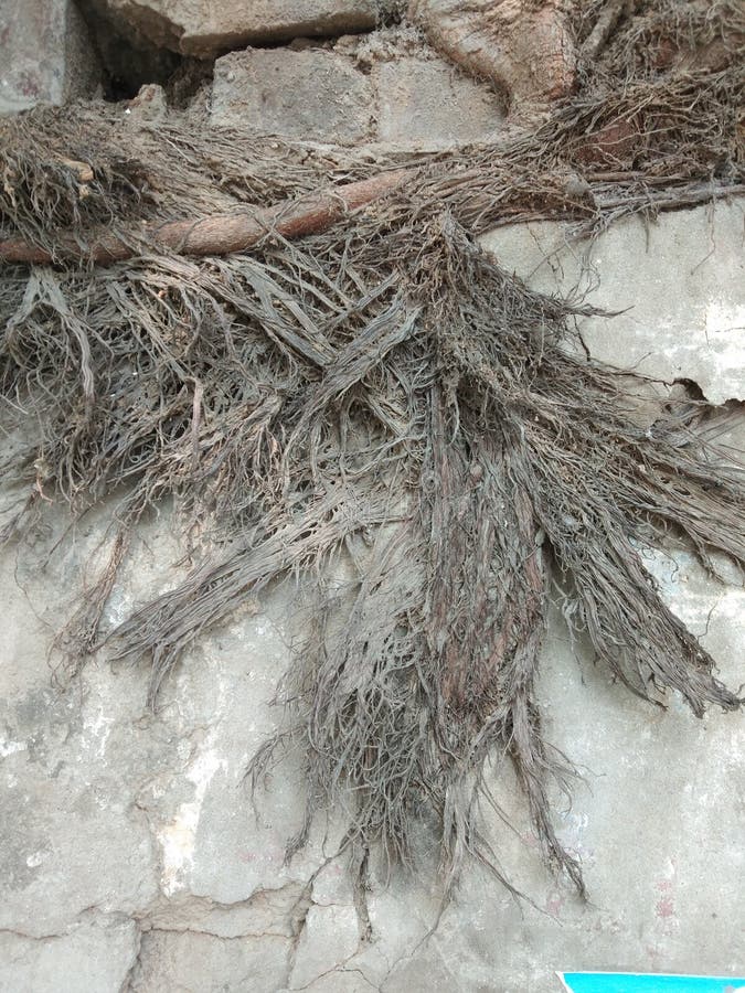 Texture of root on wall stock image. Image of brick - 188148679