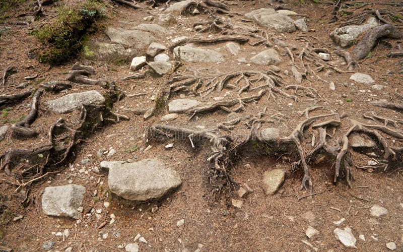 Tree Roots Growing in the Ground in Mountain Hiking Trail Stock Image ...