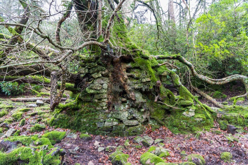Tree with Roots Growing into Old Building Stock Image - Image of ...