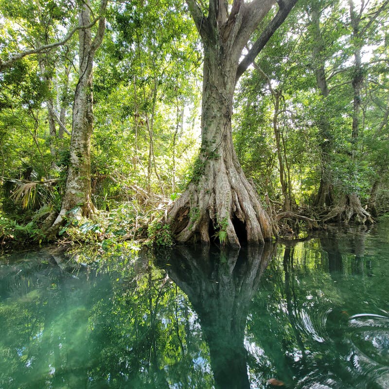 Tree Roots Growing Out of a River Stock Photo - Image of pond, nature ...