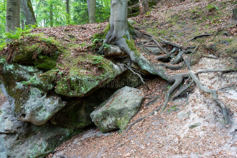 A Tree with Roots Growing Out of a Rock Stock Photo - Image of woods ...
