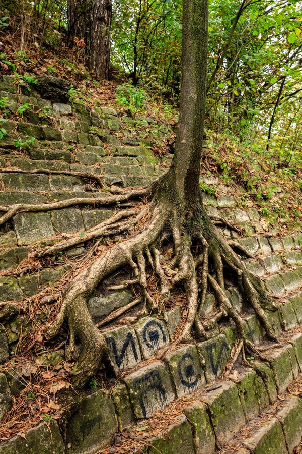 A Tree with Roots Growing Out of a Stone Wall Stock Image - Image of ...