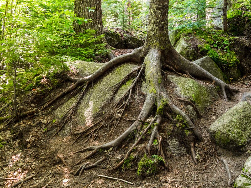 Tree with Roots Growing Over Boulder on Trail Stock Photo - Image of ...