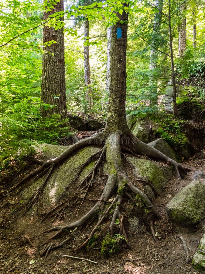 Tree with Roots Growing Over Boulder on Trail Stock Image - Image of ...