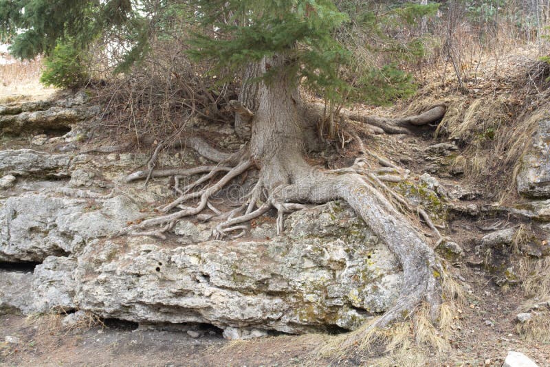 Tree Roots Growing Over Rocks in Nature Park Stock Image - Image of ...