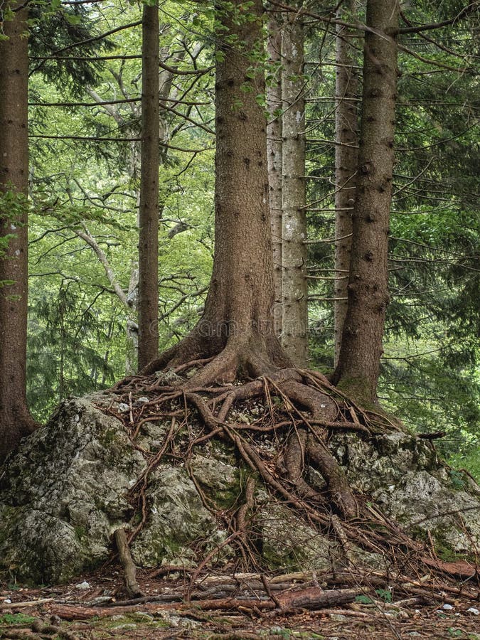 Tree Roots Growing Over a Rocky Surface in the Forest Stock Photo ...