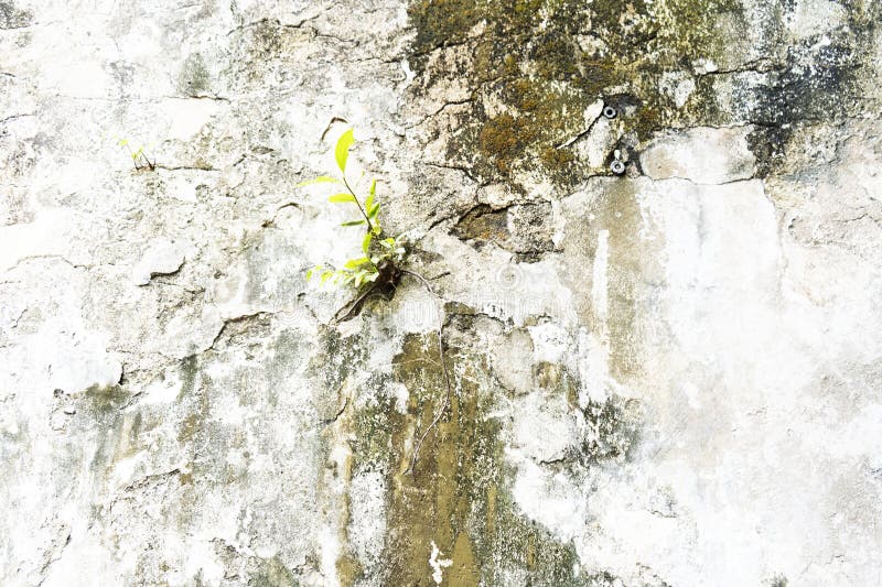 Tree Roots Growing Over a Wall,Tree Roots on the Brick Wall Stock Photo ...