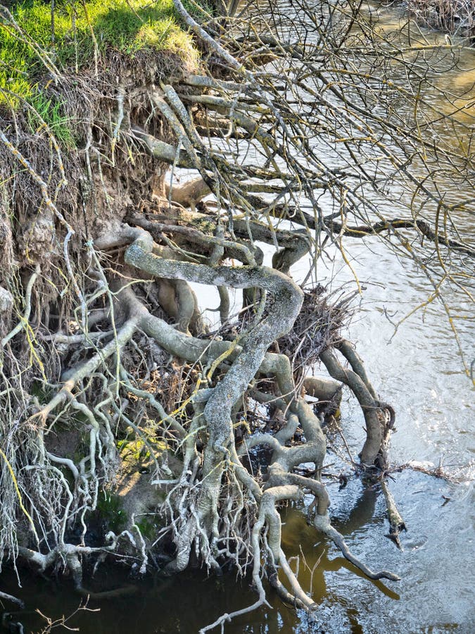 Tree Roots stock image. Image of tree, river, root, outdoor - 68380221