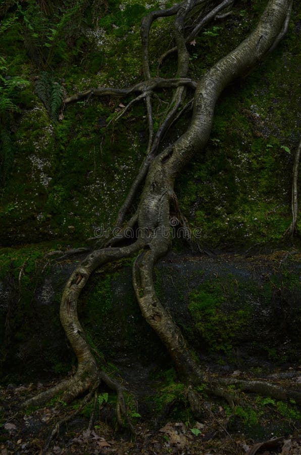 Tree Roots Growing on Rock Face of Cliff Stock Image - Image of detail ...