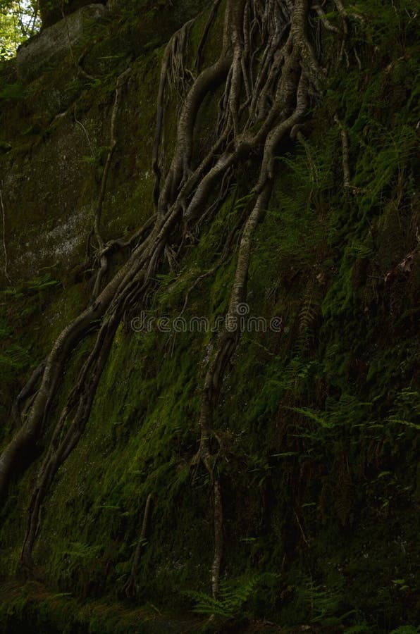 Tree Roots Growing on Rock Face of Cliff Stock Image - Image of cliff ...