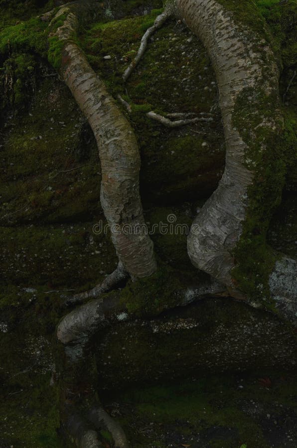Tree Roots Growing on Rock Face of Cliff Stock Image - Image of rock ...