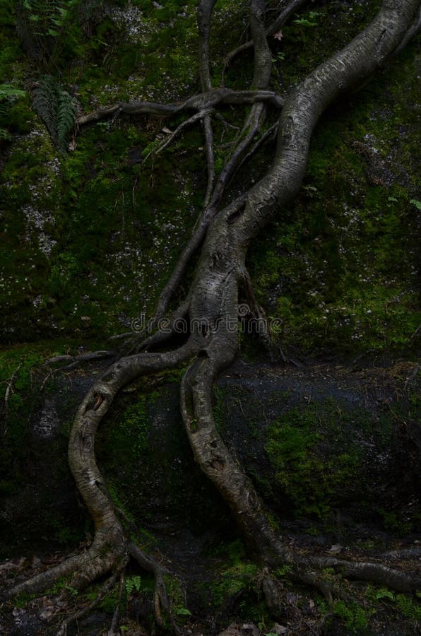 Tree Roots Growing on Rock Face of Cliff Stock Photo - Image of nature ...