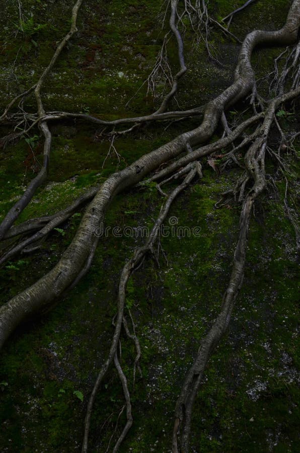 Tree Roots Growing on Rock Face of Cliff Stock Photo - Image of nature ...
