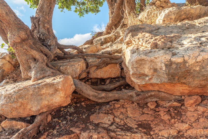 Tree Roots Growing through and into Rocks in the Mountain Stock Photo ...