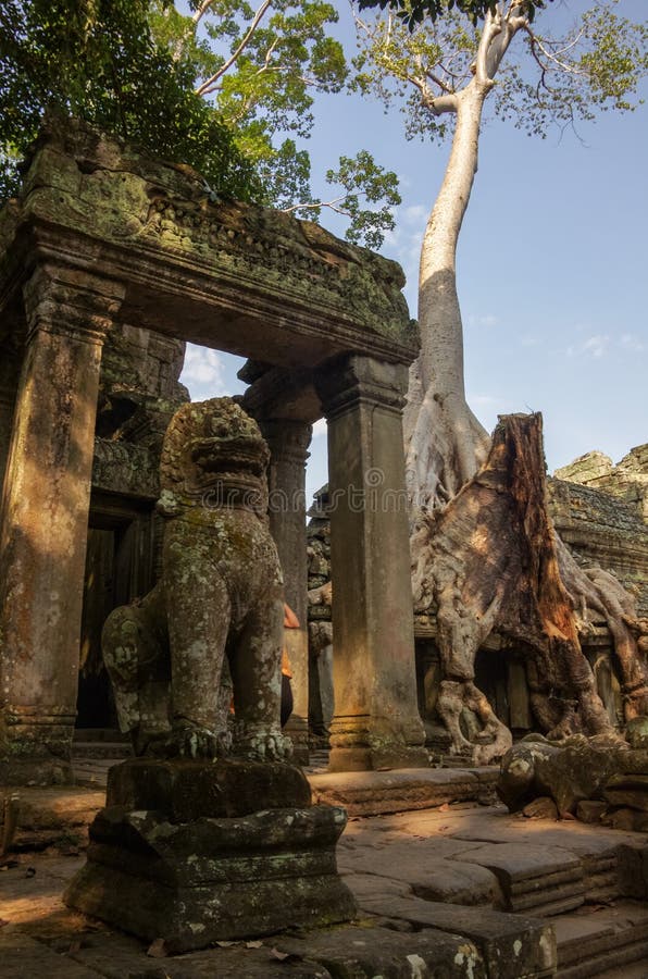 Tree Roots Growing through the Ruins of Ta Prohm Temple at Angkor Wat ...