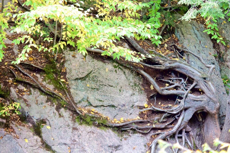 Tree roots stock image. Image of side, rocky, roots, growing - 51594227
