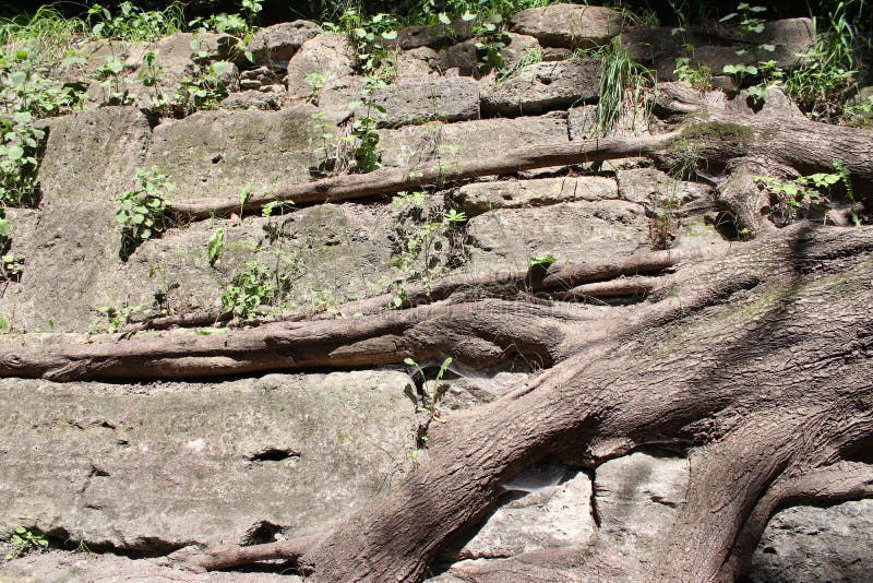 Tree Roots Growing in Stones Stock Image - Image of nature, roots ...