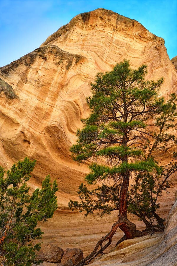 Tree and Roots Growing on Top of Rocks Stock Image - Image of growing ...