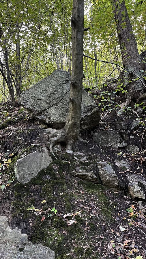 A Tree with Roots Growing from Under a Large Stone in a Mountain Forest ...